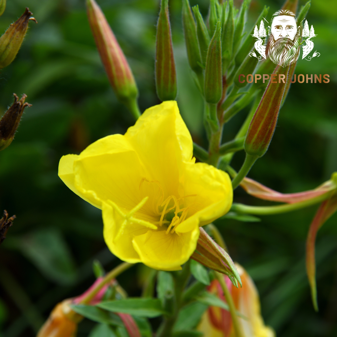 Beard and Hair Growth: The Power of Evening Primrose Oil – Copper Johns ...